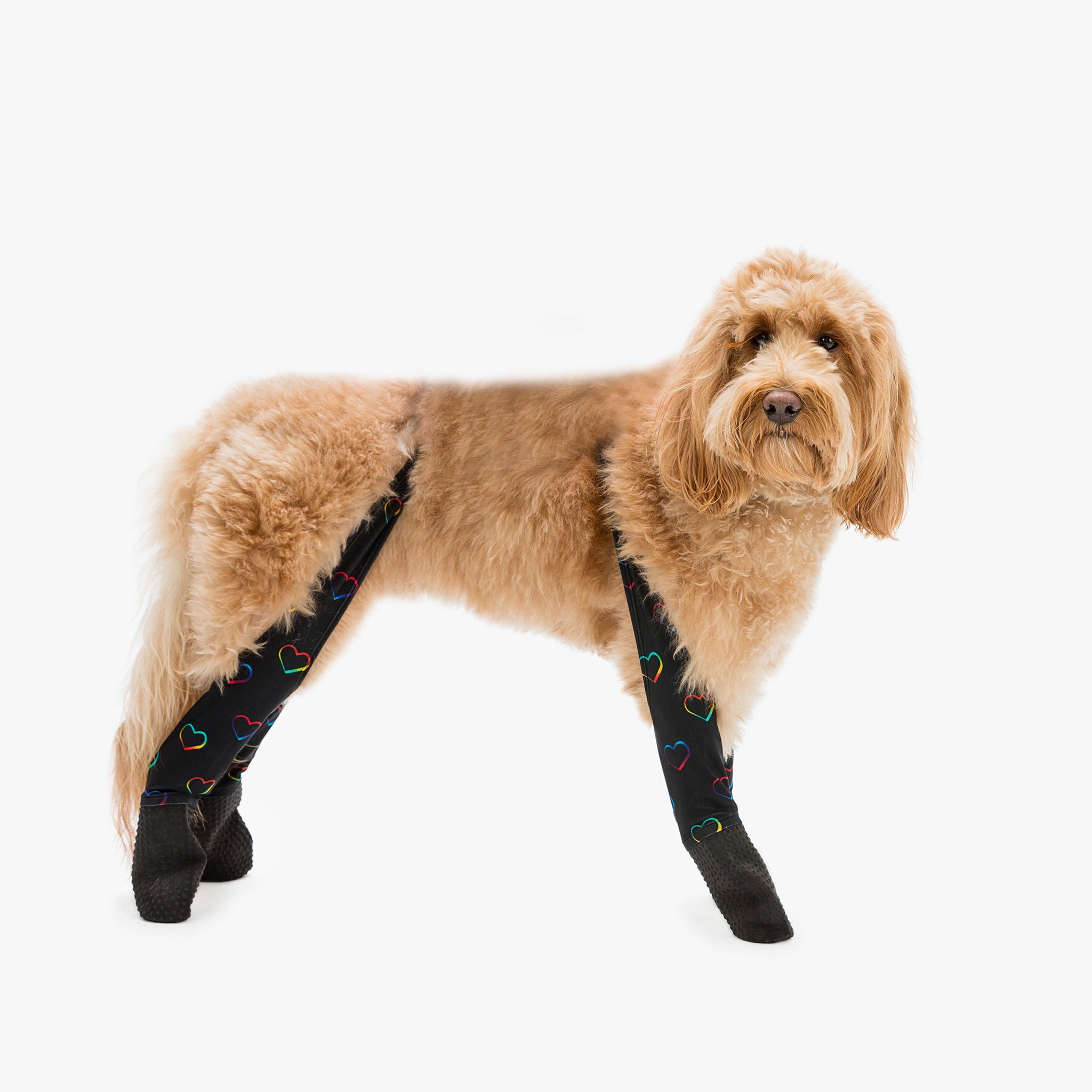 Dog Leg Warmers Exist And They're Perfect For Winter - DodoWell - The Dodo