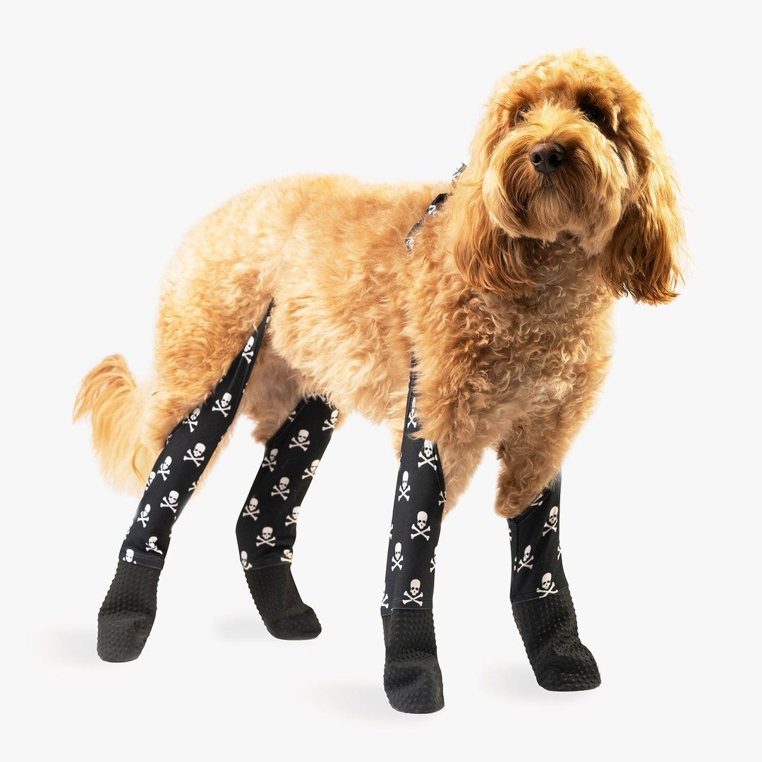 Dog Leg Warmers Exist And They're Perfect For Winter - DodoWell - The Dodo