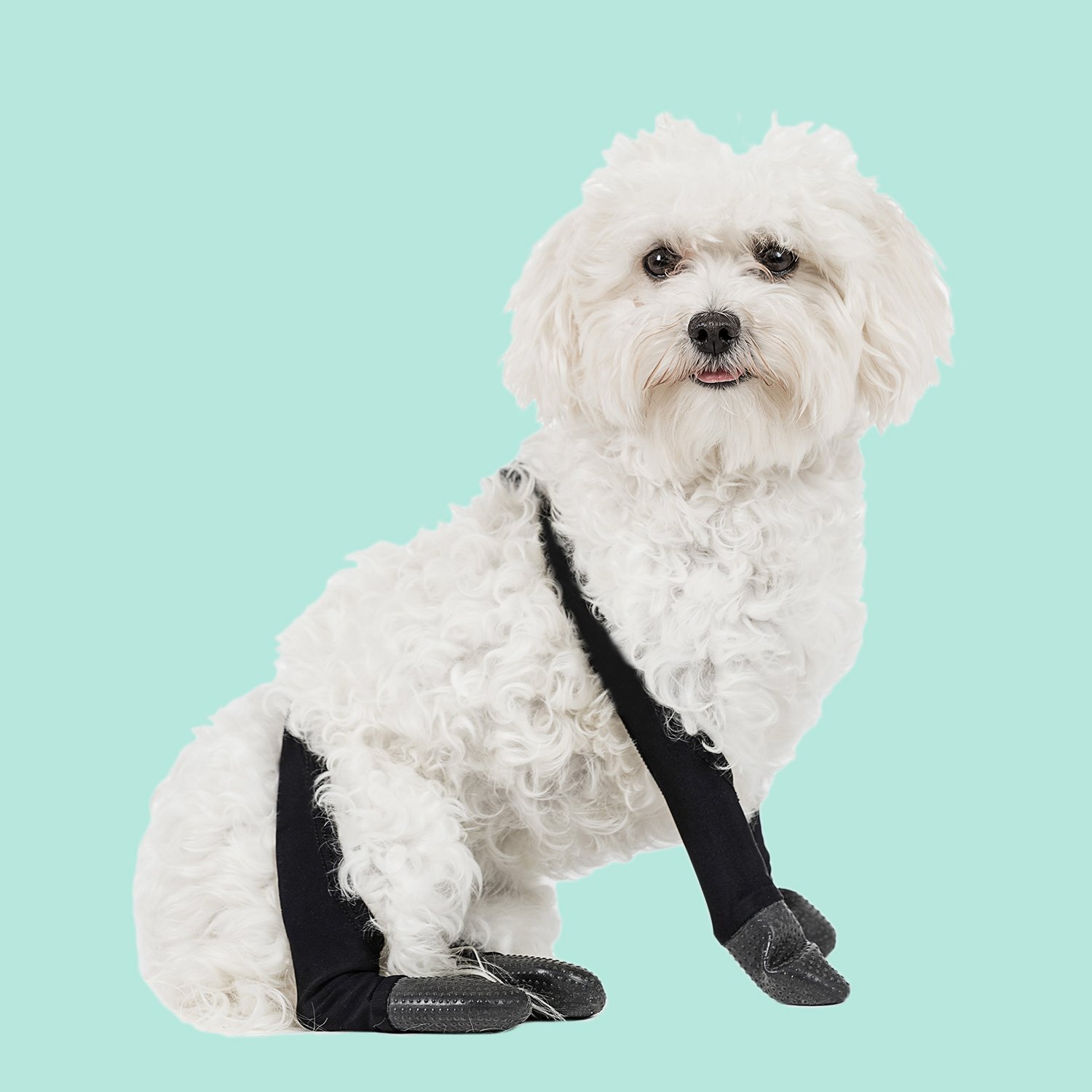 Dog Leg Warmers Exist And They're Perfect For Winter - DodoWell - The Dodo