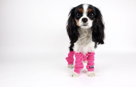 Dog Leg Warmers Exist And They're Perfect For Winter - DodoWell - The Dodo