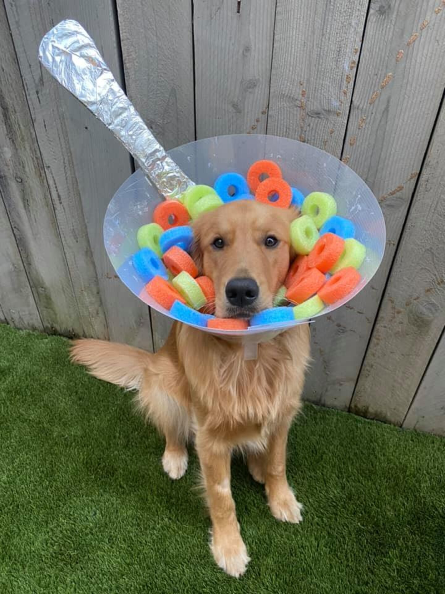 Dog's Mom Transforms His Cone Into Cute Designs - The Dodo