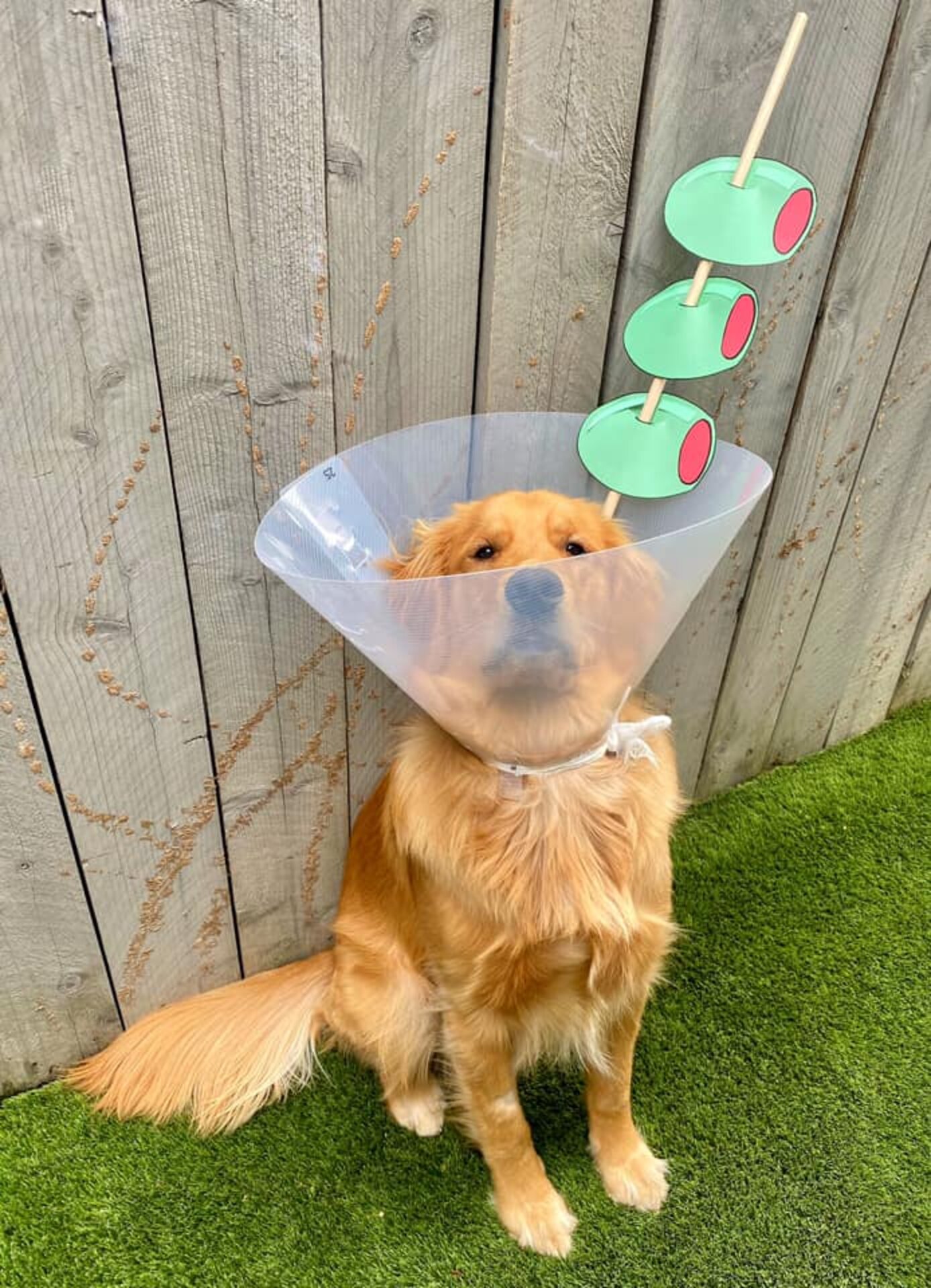 Dog's Mom Transforms His Cone Into Cute Designs - The Dodo