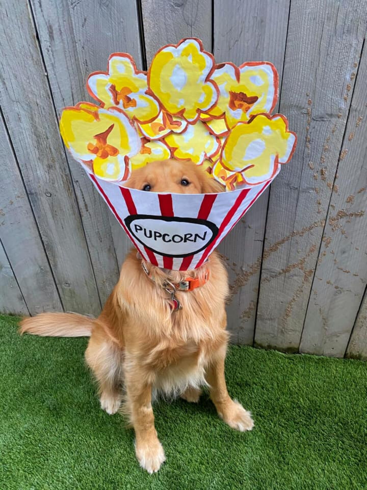 Dog's Mom Transforms His Cone Into Cute Designs - The Dodo