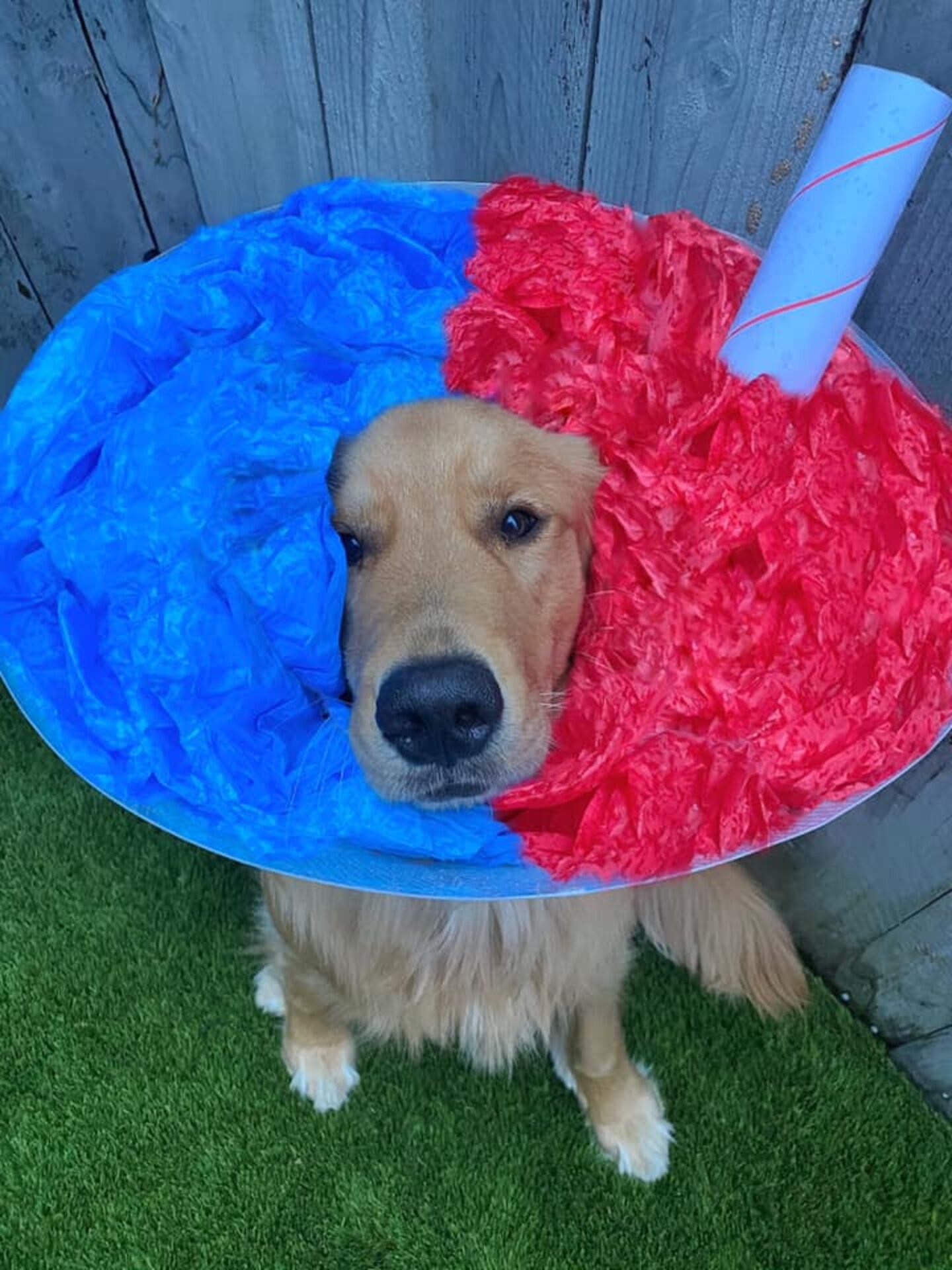 Dog's Mom Transforms His Cone Into Cute Designs - The Dodo