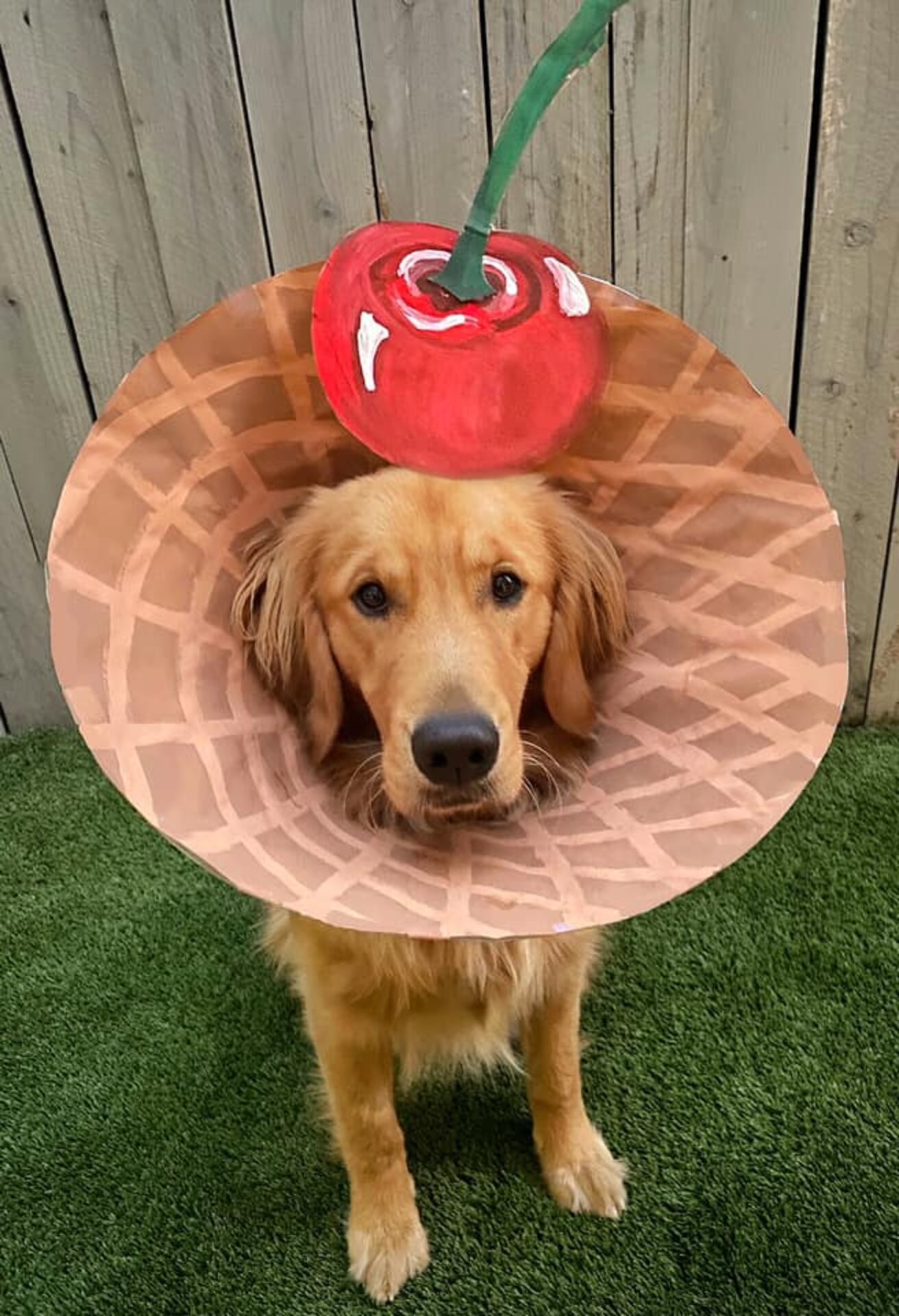 Dog's Mom Transforms His Cone Into Cute Designs - The Dodo