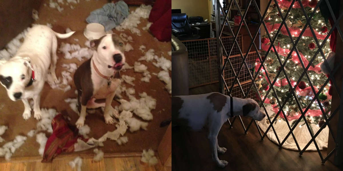 Dogs Destroy Tree So Many Times Mom Sets Up Force Field - The Dodo