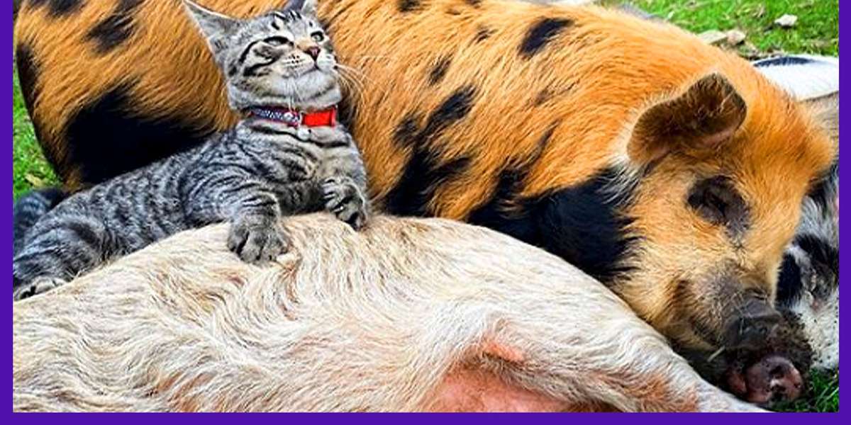 Little Cat Loves Giving Massages to His Pig Friends! - Videos - The Dodo