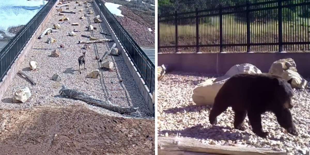 Video Reveals All The Animals This Utah Highway Overpass Has Saved ...