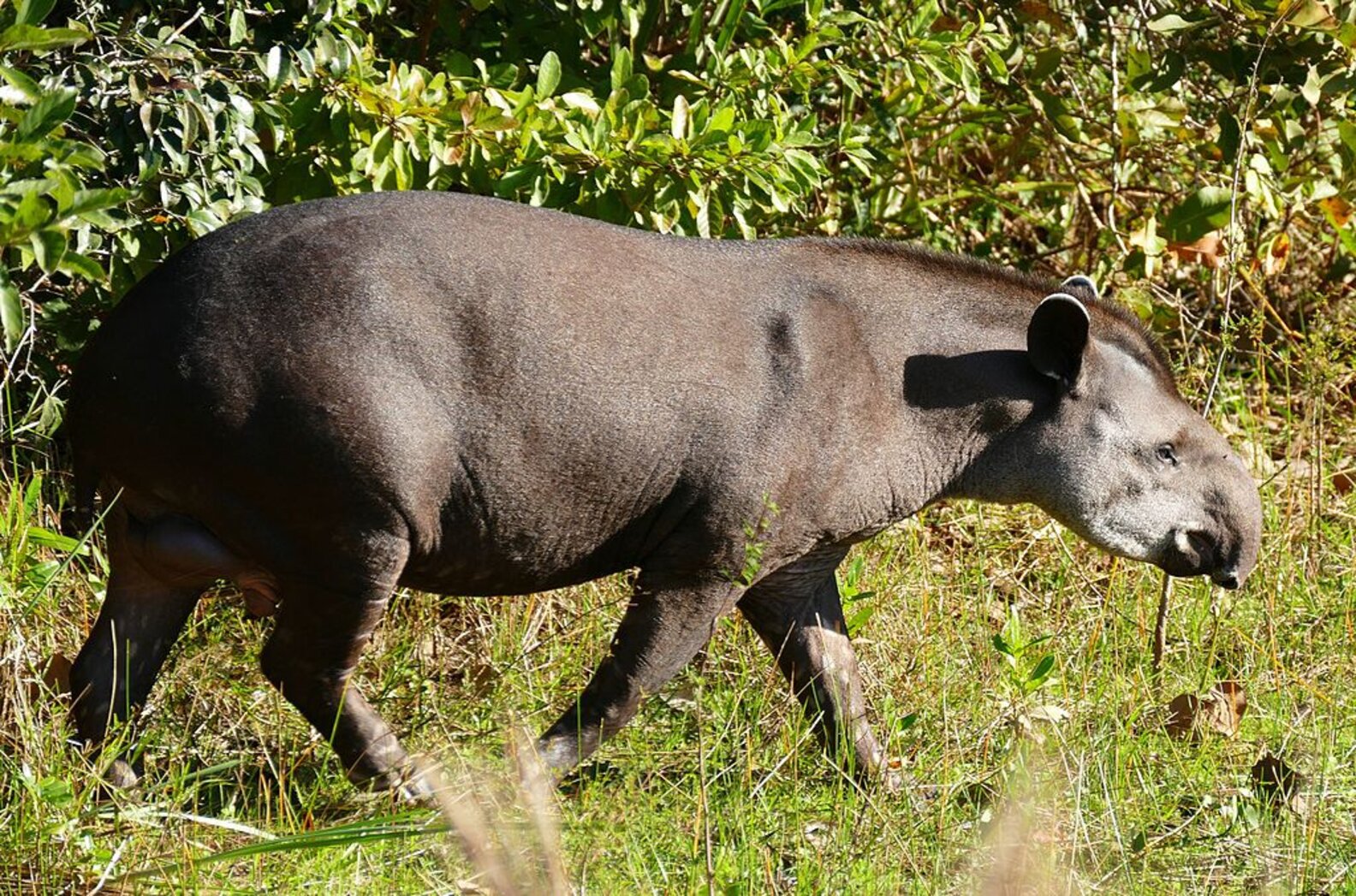 'Magical' Video Shows Tapir Mom And Baby Casually Jogging Underwater ...