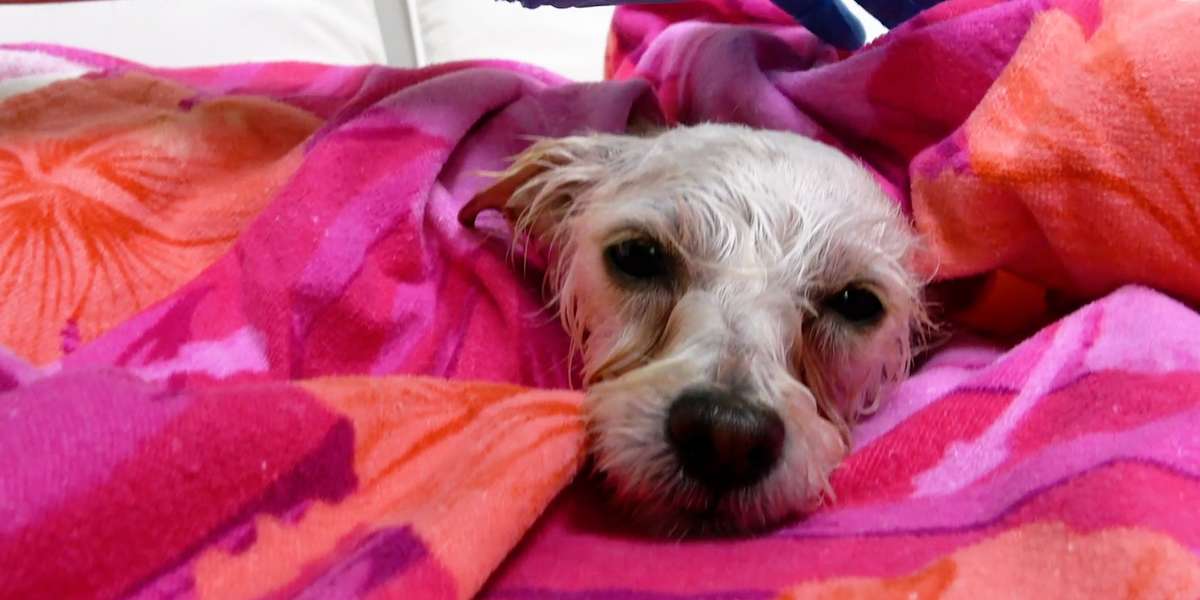 Terrified Stray Dog Finds The Perfect Family - Videos - The Dodo