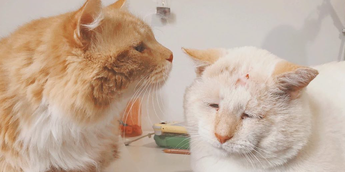 Stray Tomcats Become Inseparable Once They Get Adopted - Videos - The Dodo