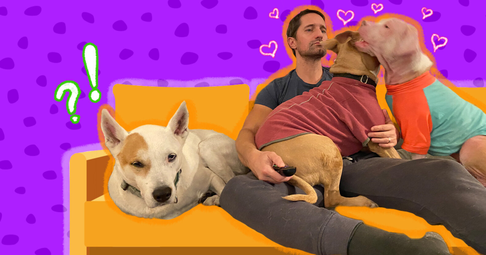 Why Dogs Are Possessive Of Their Owners - DodoWell - The Dodo