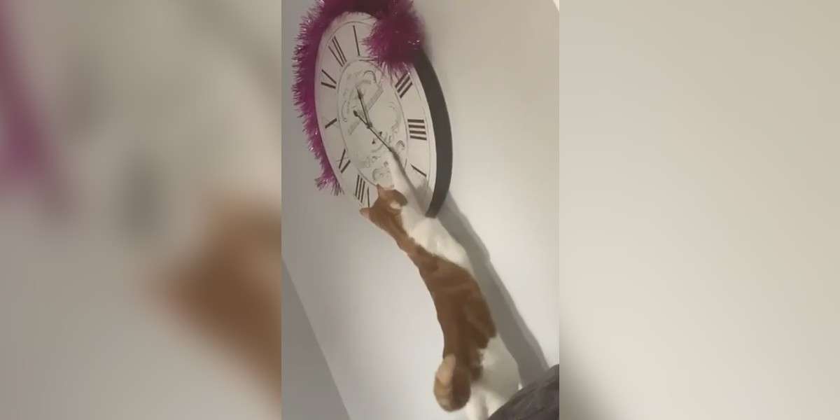 Clock Is Always Wrong Because Cat Keeps Changing It - The Dodo