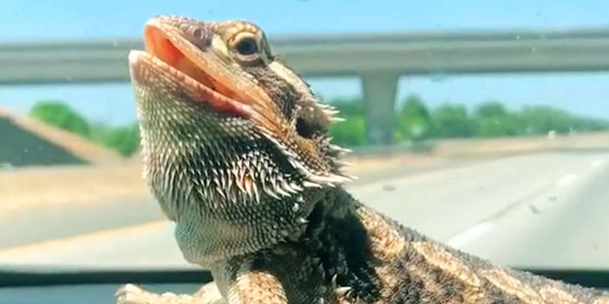 Bearded Dragon Comes Running When His Mom Calls Him - Videos - The Dodo
