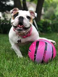 Dog Will Only Play With One Ball Out Of 350 - The Dodo