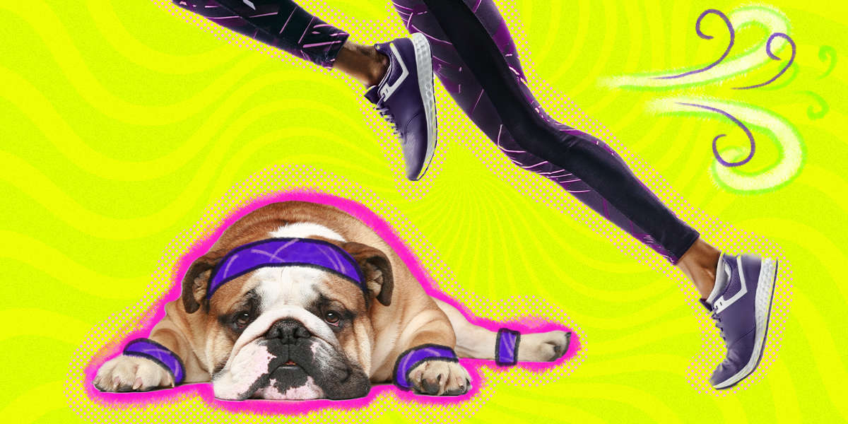 How To Keep A Lazy Dog Active - DodoWell - The Dodo