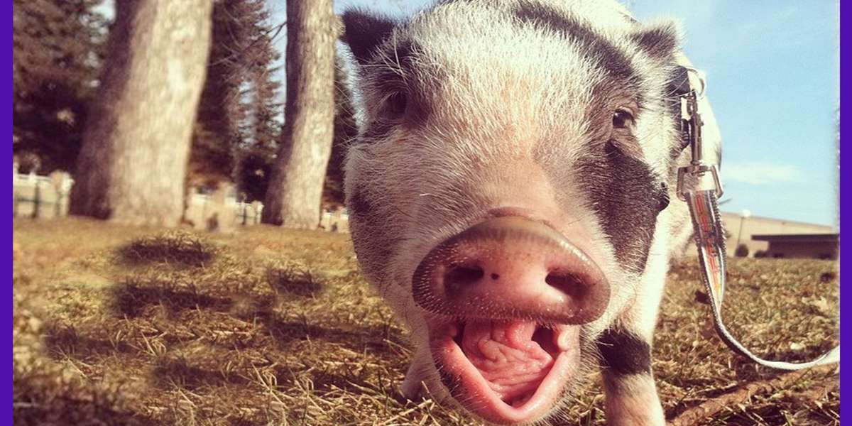 Rudy The Pig's Cat Brothers Are So Annoying - Videos - The Dodo