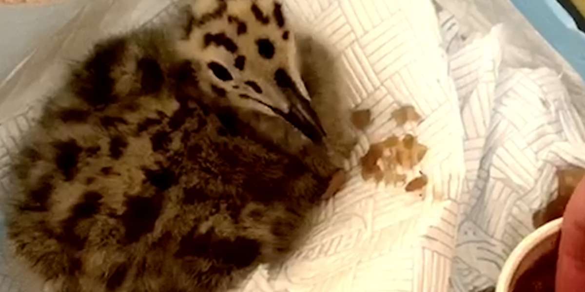 Rescue Baby Seagull Learns To Fly Away In Just 6 Weeks - Videos - The Dodo