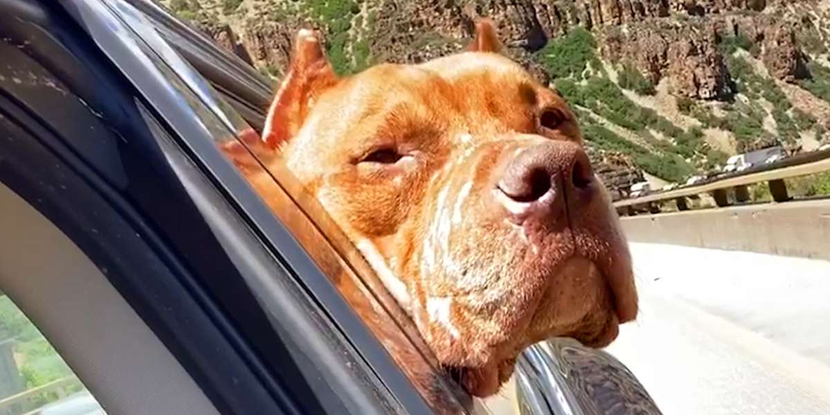 This Pittie Is The Definition Of Courage - Videos - The Dodo
