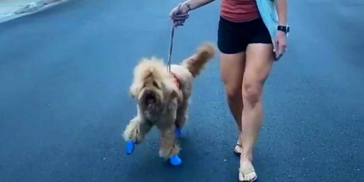 Dog Who Kept Falling Over Is So Proud To Take His Mom For A Walk ...