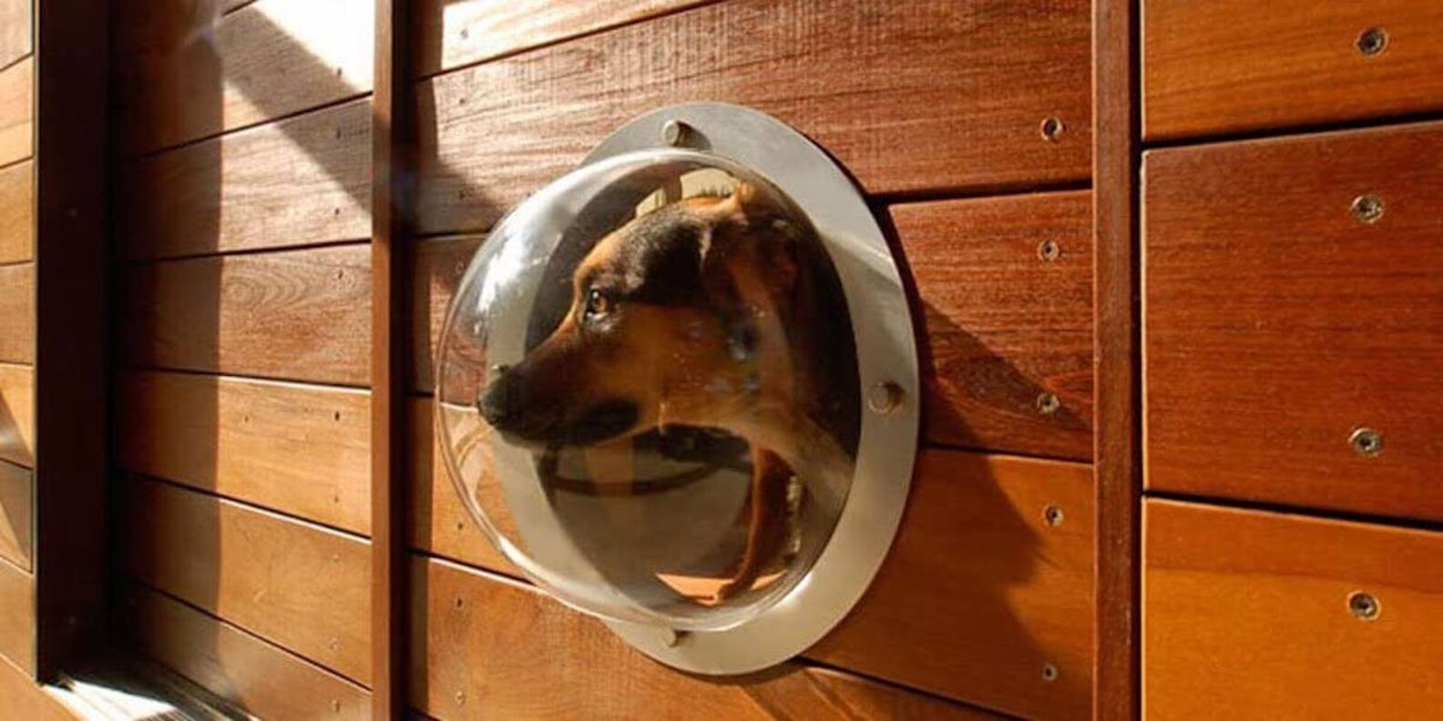 The Bubble Window Lets Your Dog See Through Your Fence - DodoWell - The ...