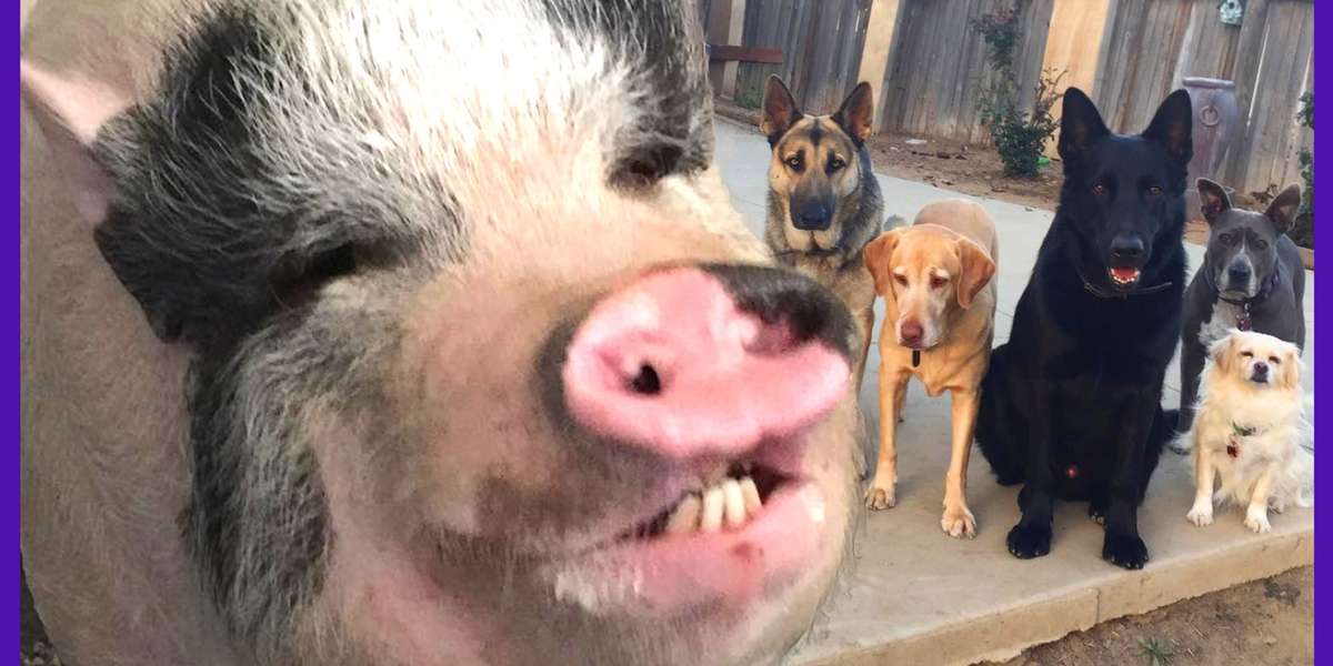 Pig Learns How To Photobomb His Dog Family - Videos - The Dodo