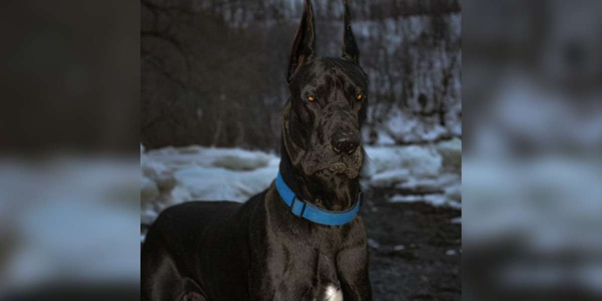 People Are Obsessed With This Dog Who Looks Like Batman - The Dodo