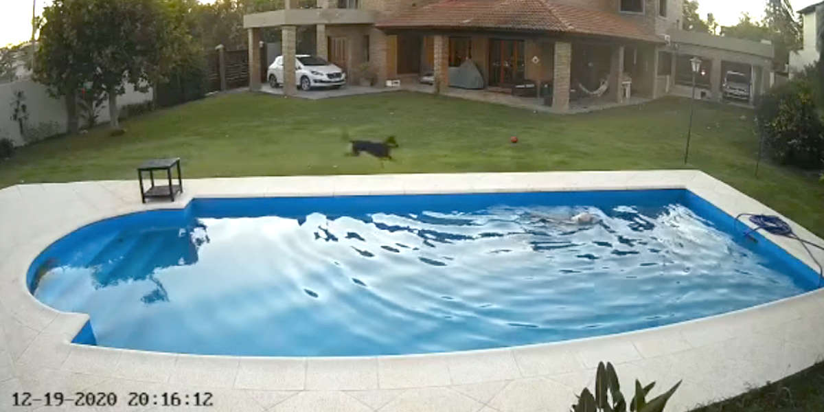 Pup Caught On Camera Saving 14-Year-Old Dog Who Fell Into Swimming Pool ...