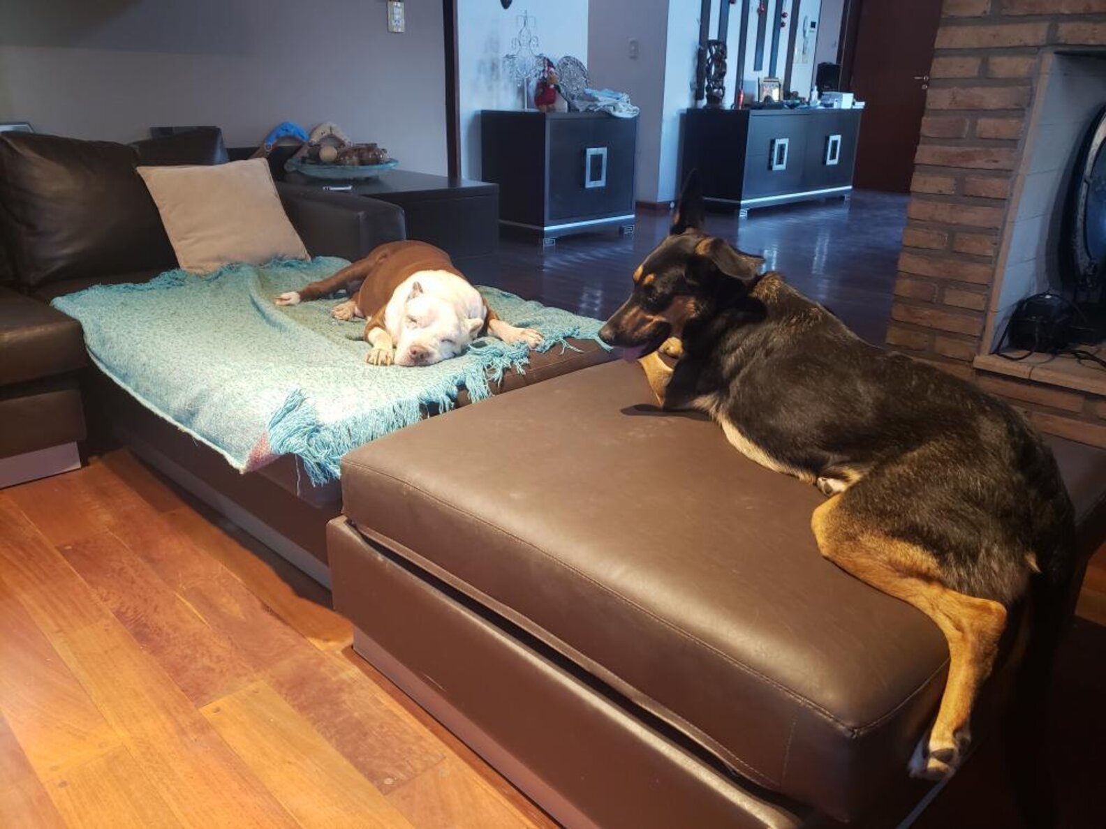 Pup Caught On Camera Saving 14-Year-Old Dog Who Fell Into Swimming Pool ...