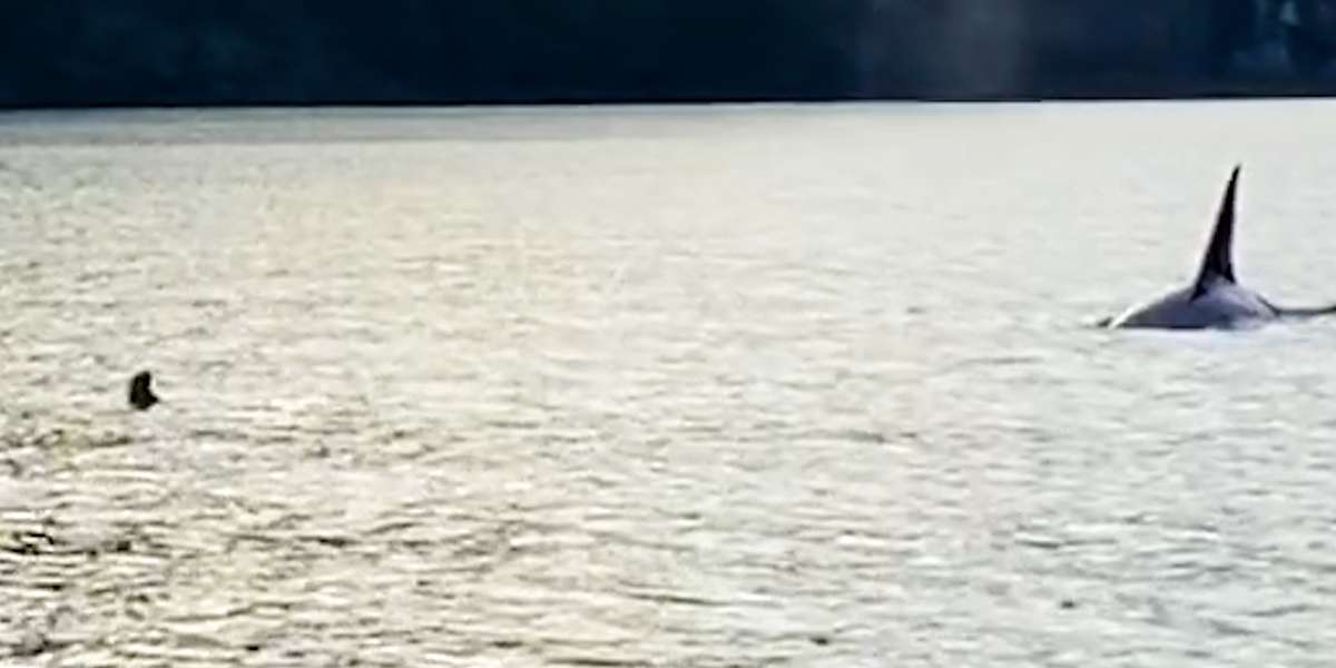 Otter Jumps On Guy’s Boat To Escape The Orca Chasing Her - Videos - The ...
