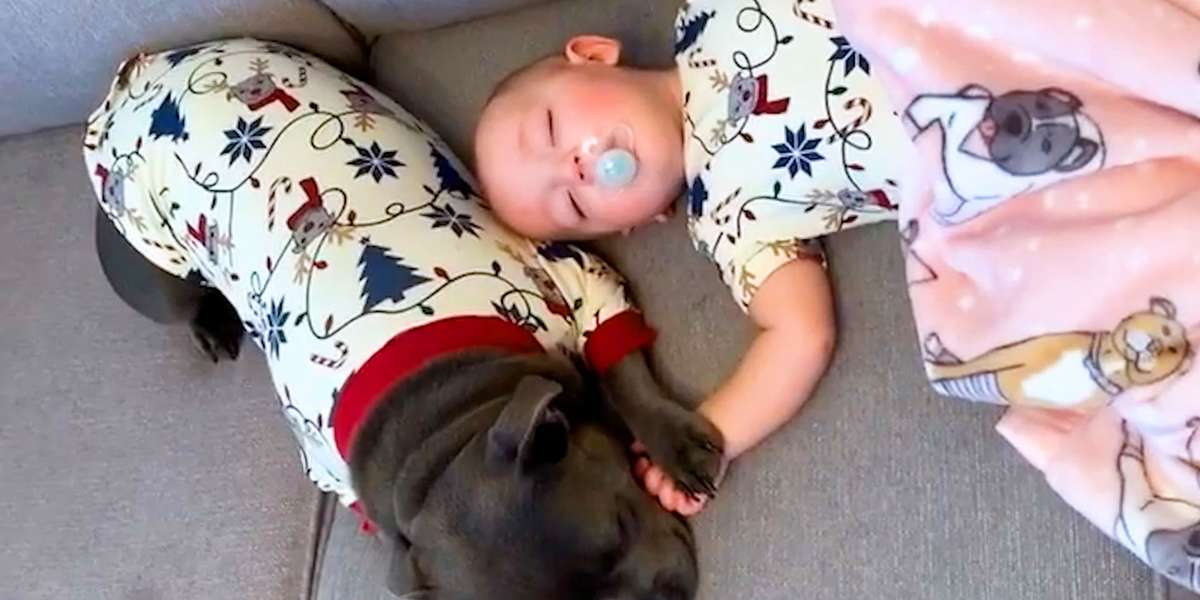 Gentle Pittie Is The Best Nanny For Baby Brother - Videos - The Dodo