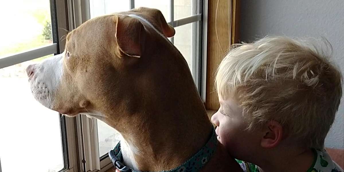 Kid Writes Letter To Santa Thanking Him For His Rescue Pittie - Videos ...