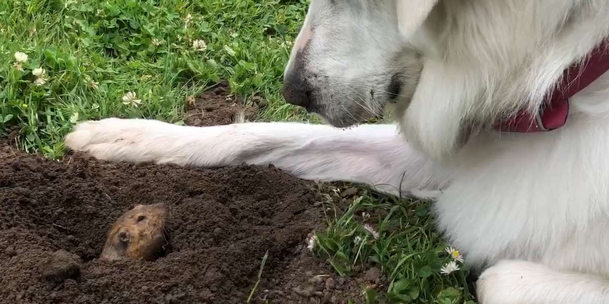 This Dog’s Best Friends Are Gophers - Videos - The Dodo