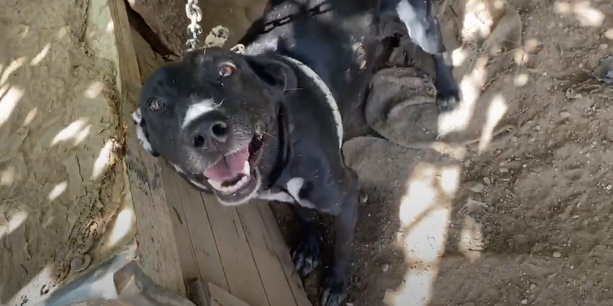 Dog Who Spent His Life On A Chain Gets To Finally Roam Free - Videos ...