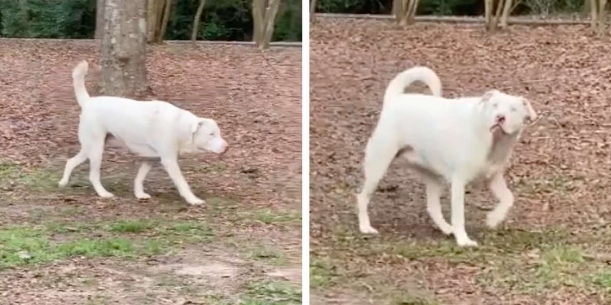 Blind Dog Suddenly Smells Her Owner's Scent - The Dodo
