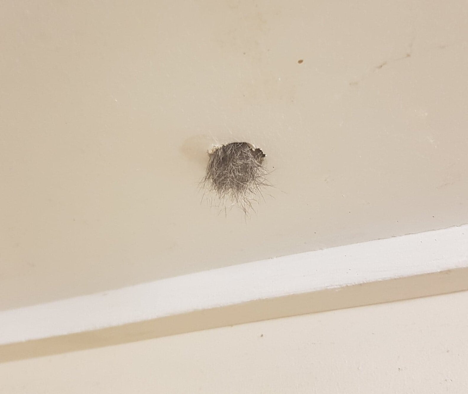 Woman Discovers A Wild Brushtail Possum Living In Her Ceiling - The Dodo