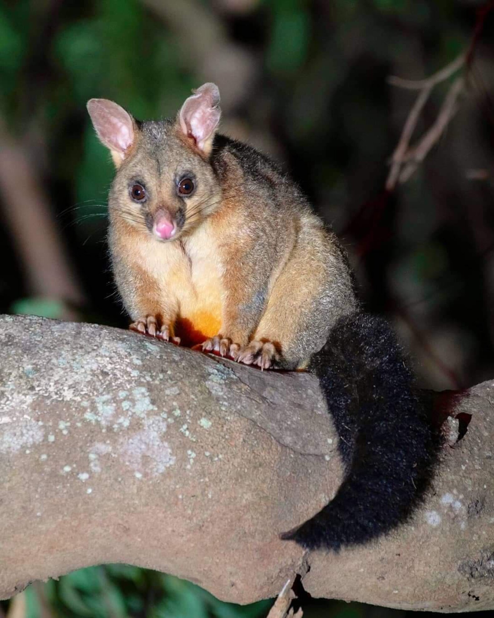 Woman Discovers A Wild Brushtail Possum Living In Her Ceiling - The Dodo
