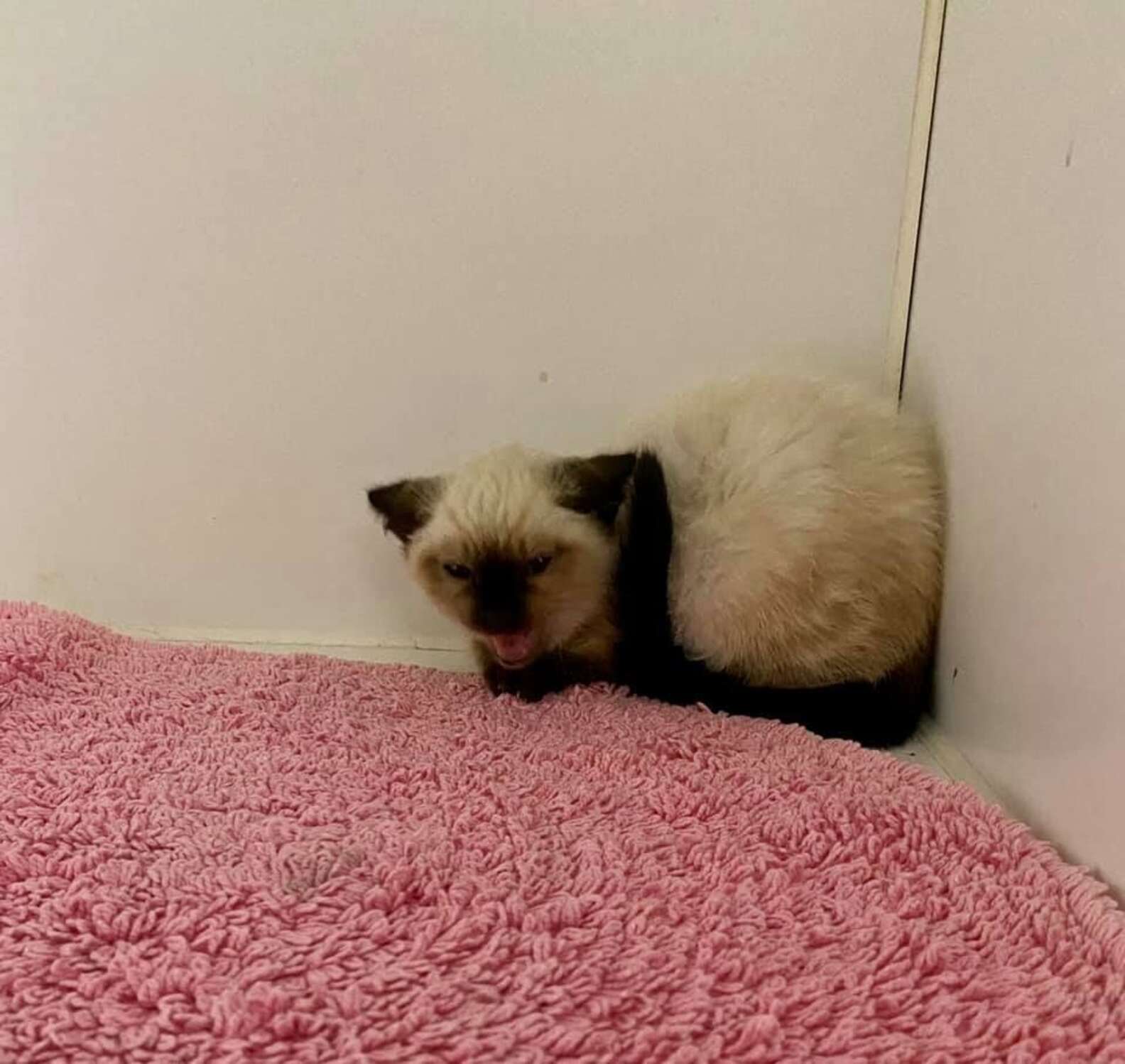 Grumpy Siamese Kitten Transforms With Help From Yellow Lab - The Dodo