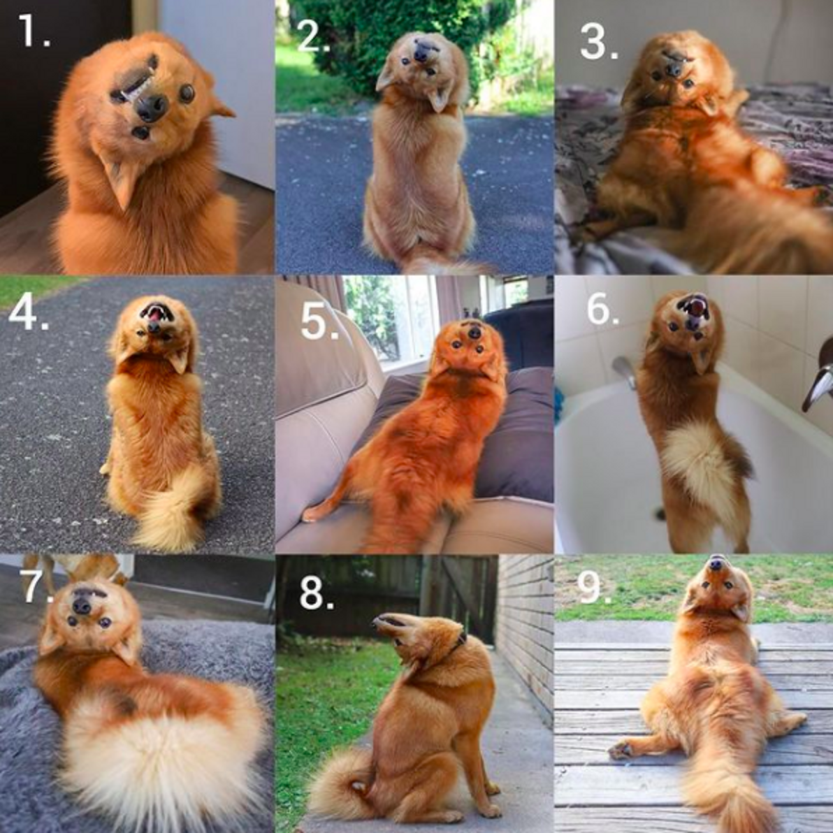 Dog Does Her Best Owl Impression By Turning Her Head 180 Degrees - The Dodo