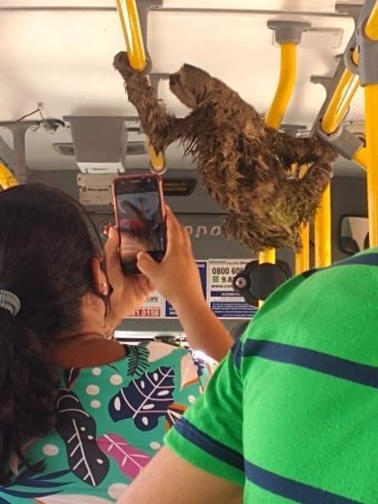 Nice Bus Driver Stops To Give A Lost Sloth A Ride To Safety - The Dodo