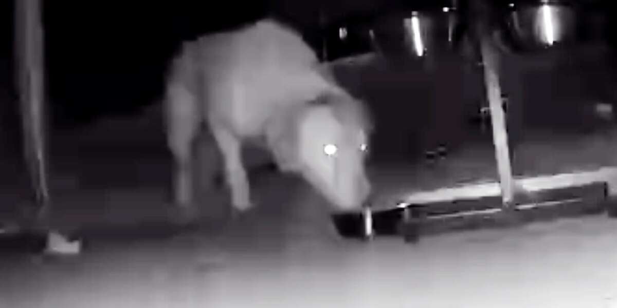 Lost Dog Shows Up On Hidden Camera Months After Disappearing - Videos ...