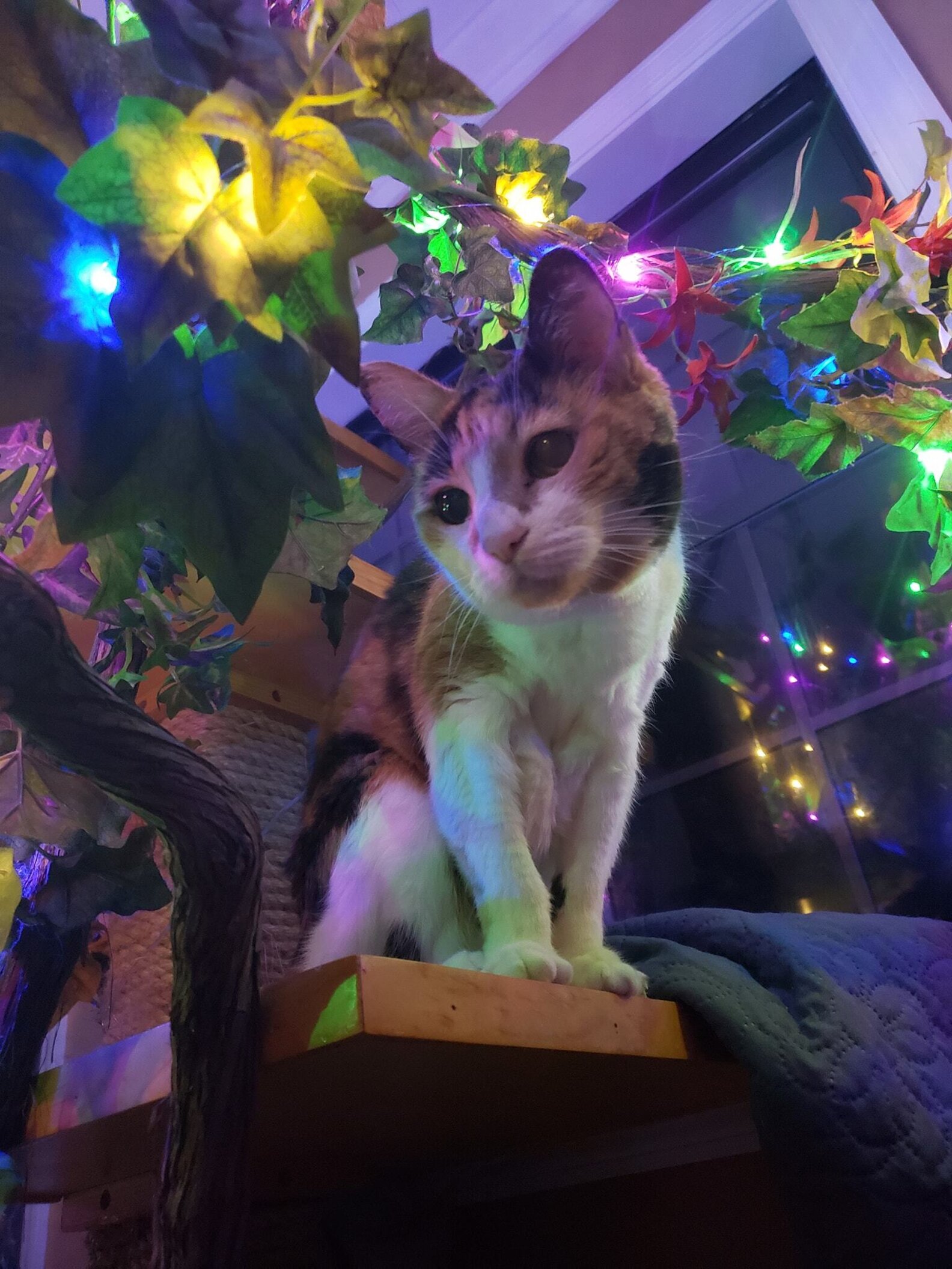 Cat Gets Special Year Round Christmas Lights On Cat Tree - The Dodo