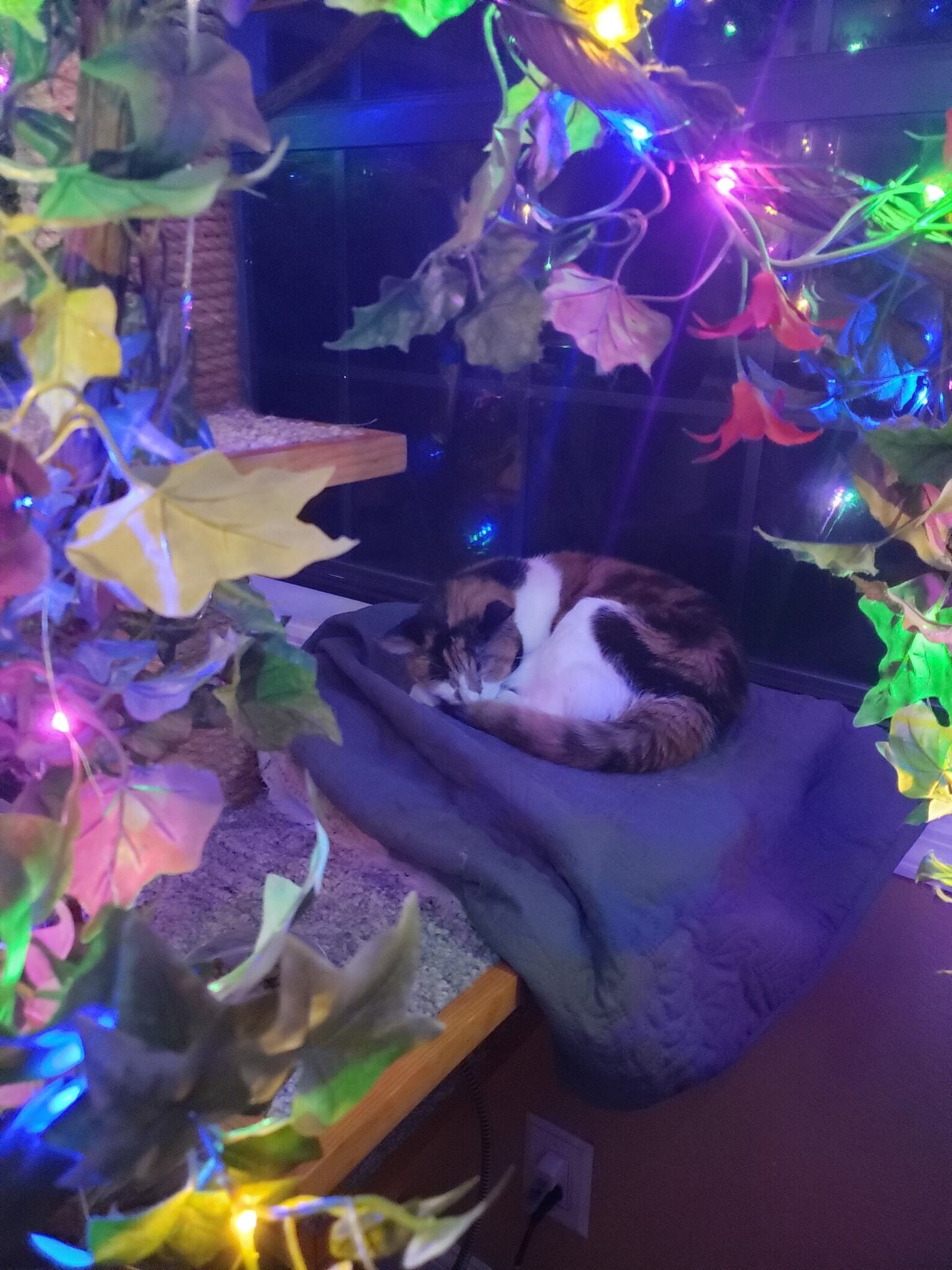 Cat Gets Special Year Round Christmas Lights On Cat Tree - The Dodo