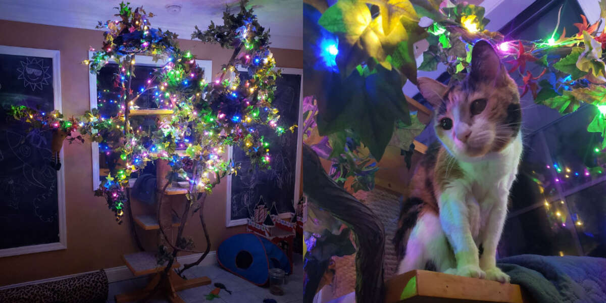 Cat Gets Special Year Round Christmas Lights On Cat Tree - The Dodo