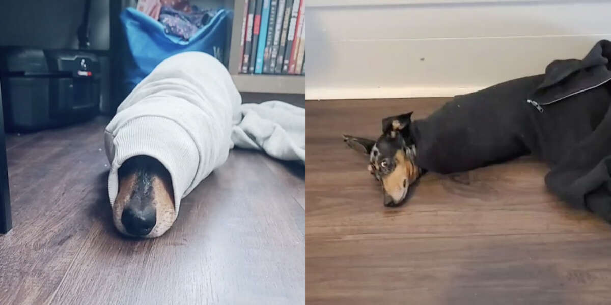 Dog Gets Stuck In Mom's Sweaters - The Dodo