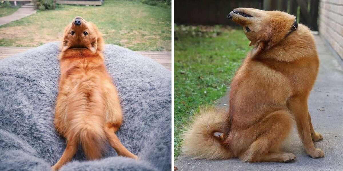 Dog Does Her Best Owl Impression By Turning Her Head 180 Degrees - The Dodo