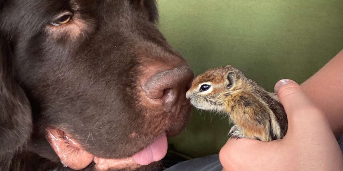 Baby Chipmunk Burrows Into Giant 115-Pound Dog's Fur - Videos - The Dodo