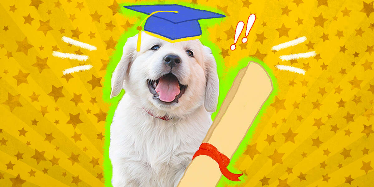 Everything You Need To Know About Puppies - DodoWell - The Dodo