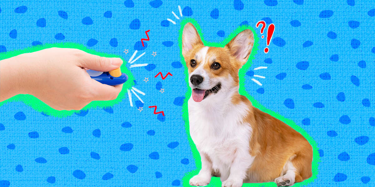 Clicker Training For Dogs: What It Is And How To Do It - DodoWell - The ...