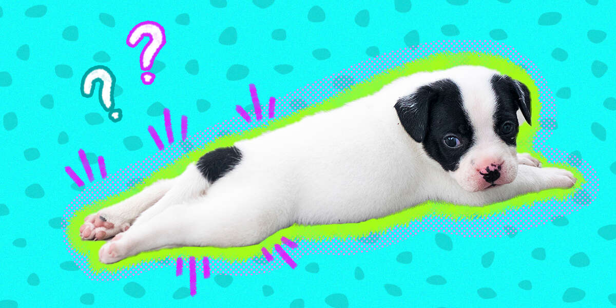 Why Does My Dog Sploot? - DodoWell - The Dodo